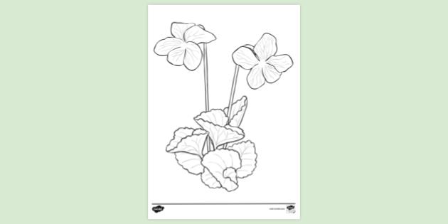 FREE! - Purple Violet Colouring | Colouring Sheets