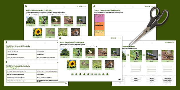 Activity 6 Food Web Worksheet