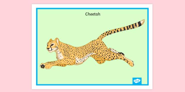 FREE! - Pouncing Cheetah Poster | Primary Education Resources