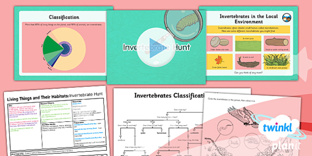 Y4 Science | Invertebrate Classification Key | Lesson Pack 3