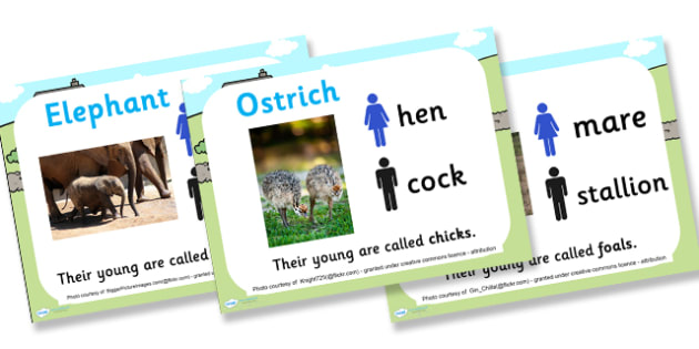 Safari Animals and their Young PowerPoint (teacher made)