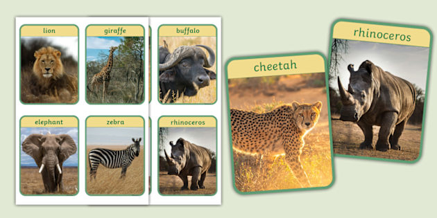 Geography Flashcards • Twinkl.ca