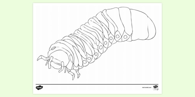 FREE! - Larvae Colouring Sheet | Colouring Sheets