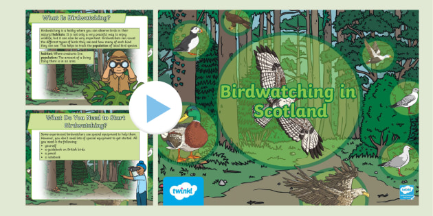 Birdwatching PowerPoint - Scotland Birdwatching - Twinkl