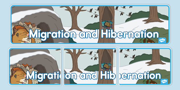 Hibernation Science Activities | twinkl.co.uk