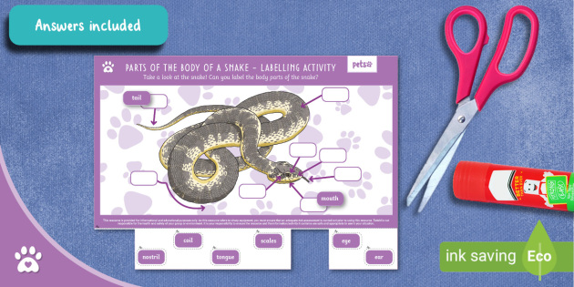 Parts of the Body of a Snake - Labelling Activity