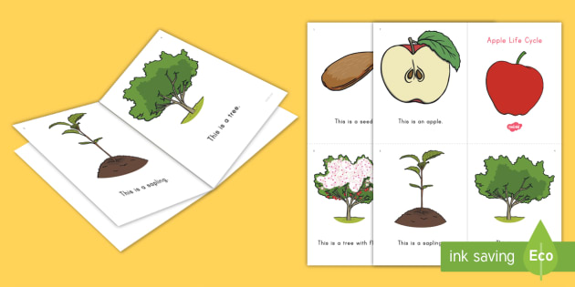 Apple Life Cycle Emergent Reader - all about apples, apple