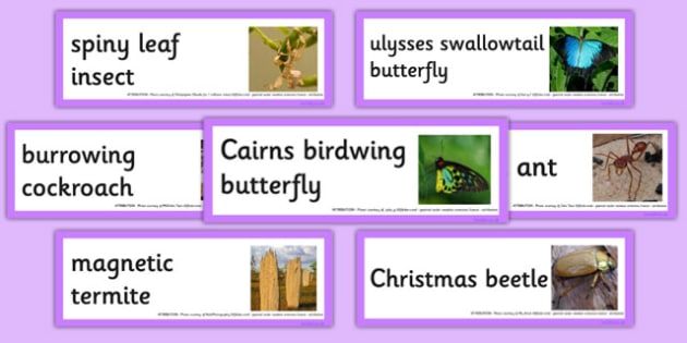 Australian Insects Word Cards (teacher made)