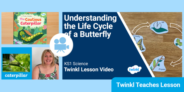FREE! - KS1 (Ages 5-7) Science: Life Cycle of a Butterfly Video Lesson