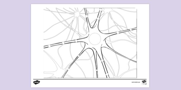 FREE! - Neurons Colouring Sheet | Colouring Sheets