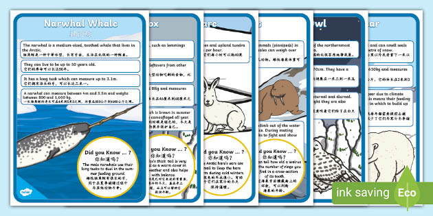 Arctic Animal Display Facts Posters - English/Mandarin Chinese