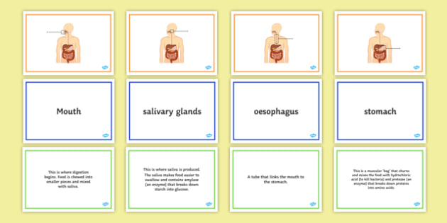 Digestive System Find a Friend Card Sort (teacher made)