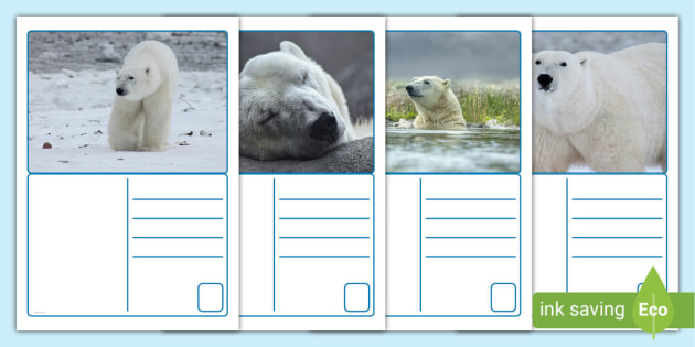 Polar Bear Facts for Kids - Twinkl Homework Help - Twinkl