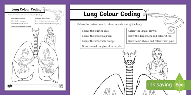 Lung Colour Coding Activity - Year 6 Science (teacher made)