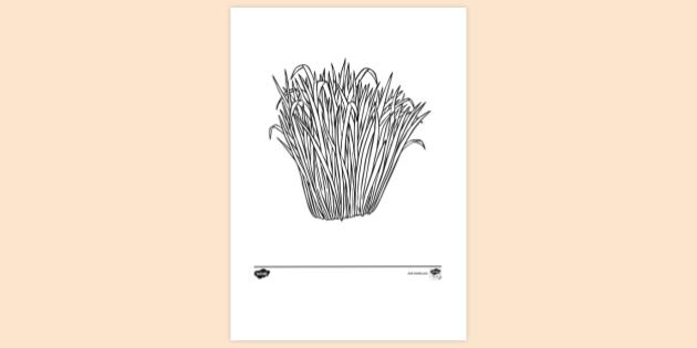 FREE! - Harakeke Plant Colouring Sheet | Colouring Sheets