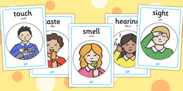My Senses Display Posters Arabic Translation