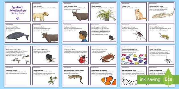 Symbiotic Relationships Sorting Cards (teacher made)
