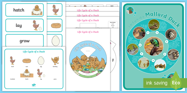 Egg Functions & The Life Cycle of a Duck Resource Pack