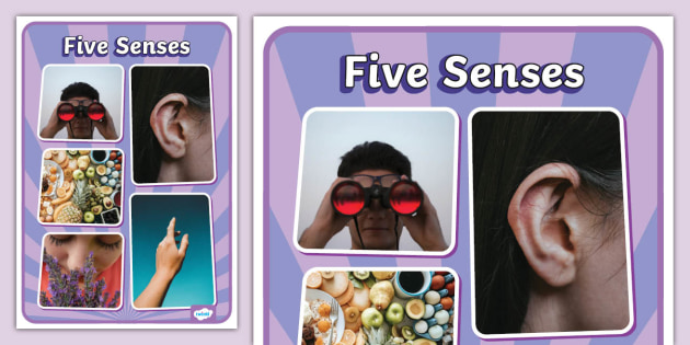 Five Senses Experiments | twinkl.com.au