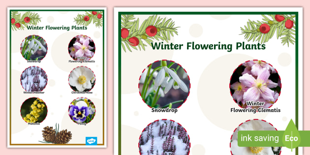 Winter Flowering Plants Poster (teacher made)