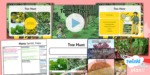 Science: Plants: Terrific Trees Year 1 Lesson Pack 4