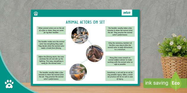 Animal Actors on Set Fact Sheet - Pets on Set - Twinkl Pets