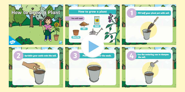 Life Cycle Of Plants Activity Pack Bean Plant Experiment