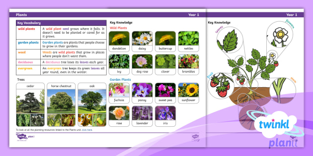 Science Knowledge Organiser - Petals for Plants Year 1