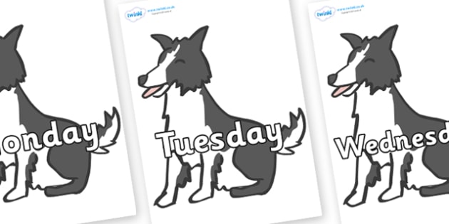 FREE! - Days of the Week on Sheep Dogs (Teacher-Made)