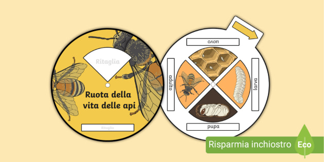 La Ruota del Ciclo di Vita delle Api | Scuola Primaria