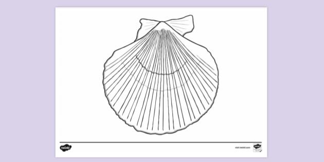Shell Colouring Sheet | Colouring Sheets (teacher made)