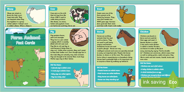 Farm Animal Fact Cards (teacher made)