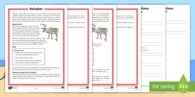 Reindeer Differentiated Reading Comprehension English/Afrikaans