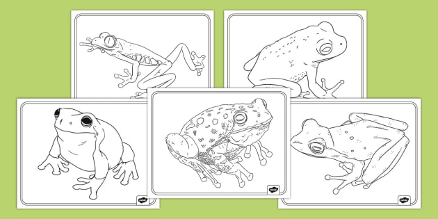 pictures of frogs coloring pages