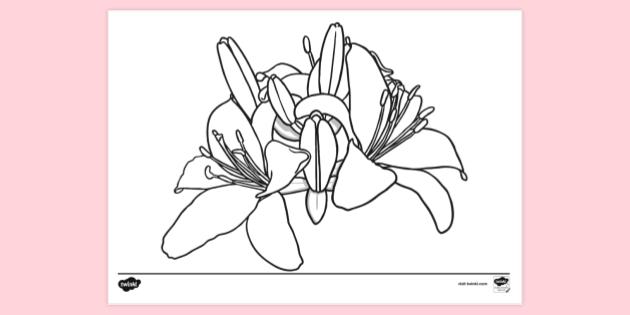 FREE! - Lily Colouring Page | Colouring Sheets