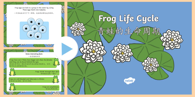 Frog Life Cycle PowerPoint English/Mandarin Chinese - Frog Life Cycle