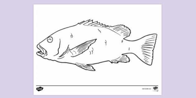 FREE! - Mangrove Jack - Red Snapper Fish Twinkl Eyes Colouring Sheet