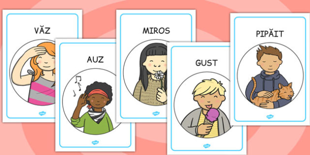 Simțurile mele - Planșe (teacher made)