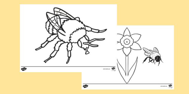 * NEW * Disegni della Giornata delle Api (teacher made)
