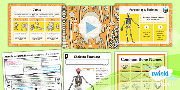 Science: Animals Including Humans: Functions of a Skeleton Year