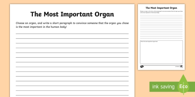 The Most Important Organ Writing Template