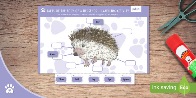 Parts of the Body of a Hedgehog - Labelling Activity - Pets