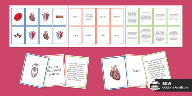 Circulatory System Resources | twinkl.co.uk
