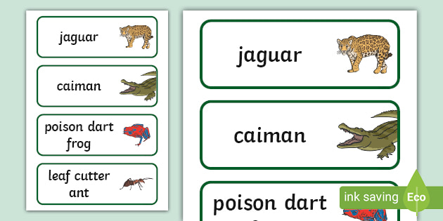 Rainforest Explorer Role Play Word Cards (teacher made)