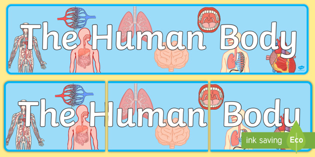 The Human Body Banner Teacher Made
