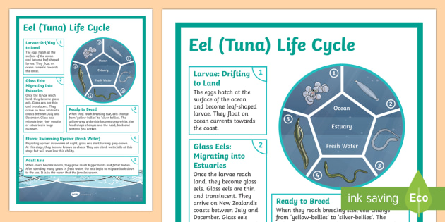 Longfin Eel Life Cycle Display Poster (teacher made)
