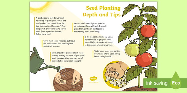 Seed Planting Tips Display Poster (teacher made)