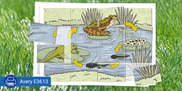 Life Cycle of Frogs - Sticker Puzzle Activity (teacher made)