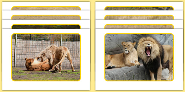 Lions Display Photos (teacher made)