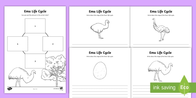 Emu Life Cycle Worksheet / Worksheets (teacher made)